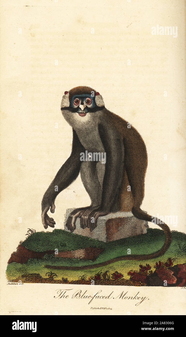Red And Blue Faced Monkey
