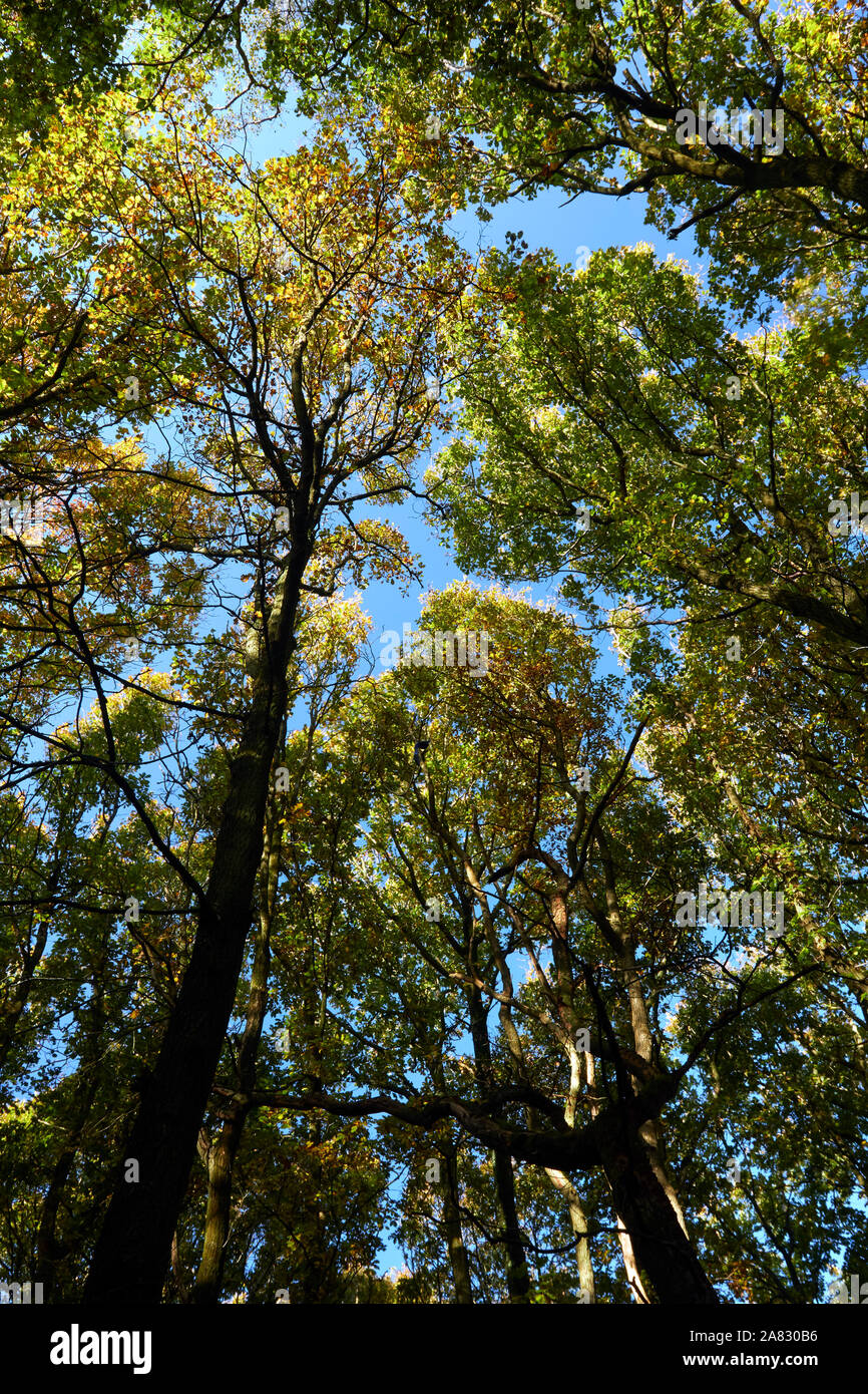 Woodland landscape in the Surrey countryside in an English autumn Stock ...