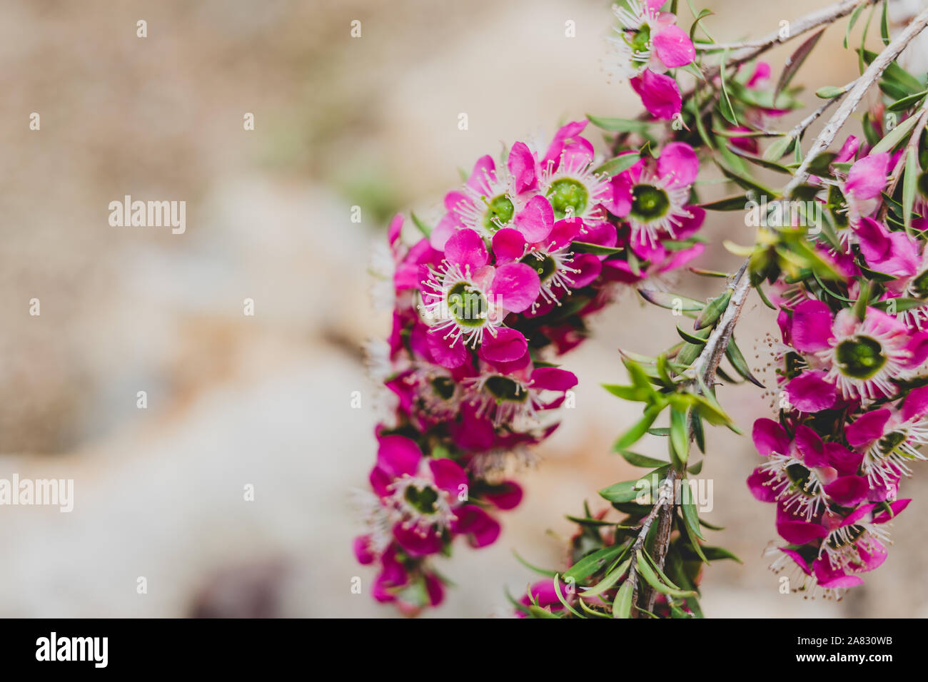 Pink australian tea tree flowers hi-res stock photography and images ...