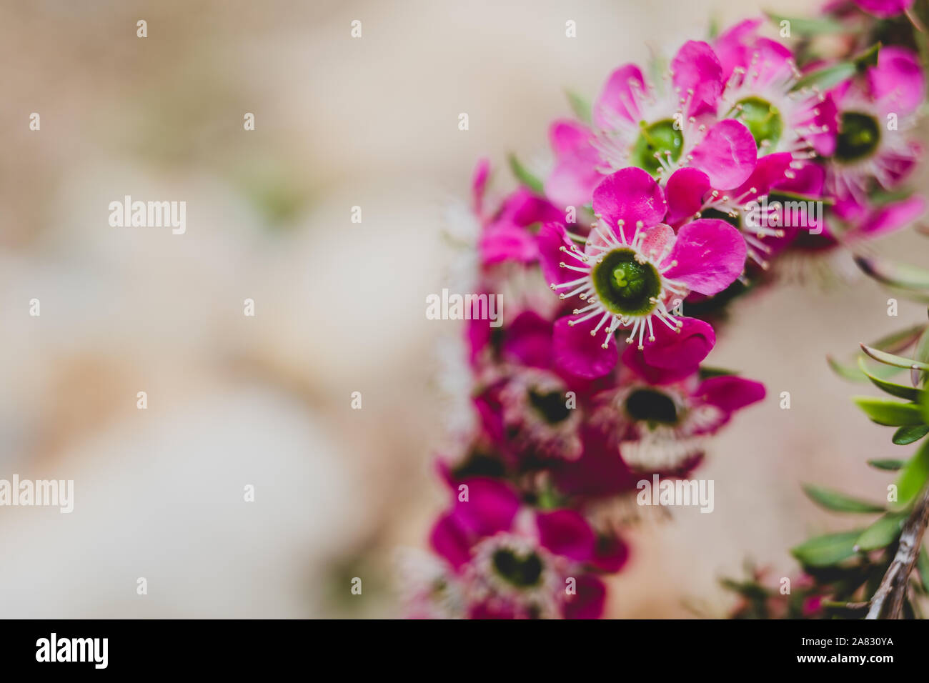 Pink australian tea tree flowers hi-res stock photography and images ...