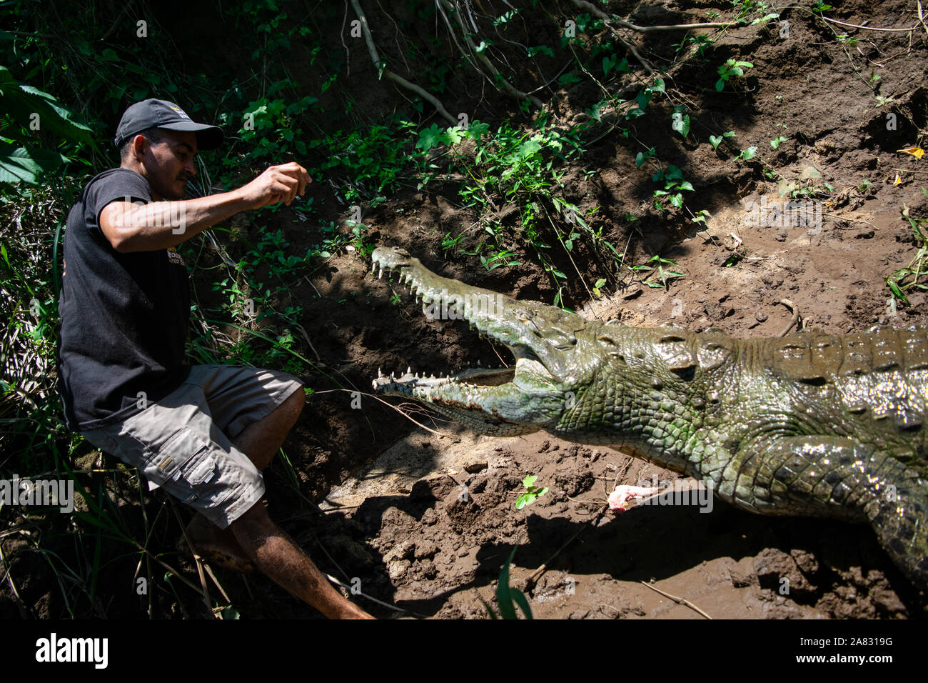 Man hand feeds American Crocodile (Crocodylus acutus) in Tarcoles River ...