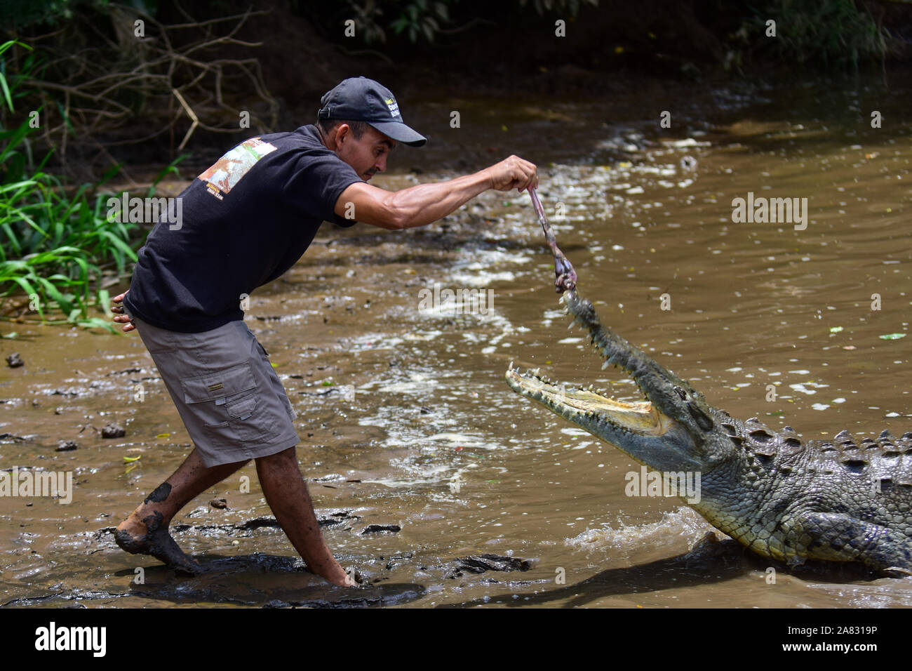 Man hand feeds American Crocodile (Crocodylus acutus) in Tarcoles River ...