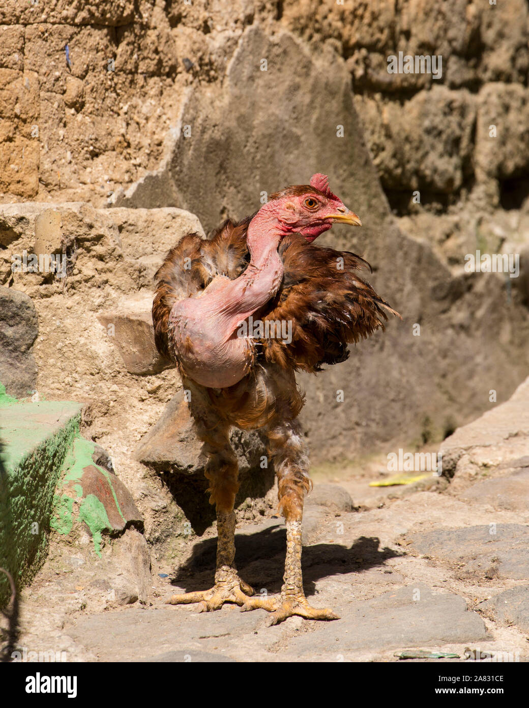 Plucked Chicken High Resolution Stock Photography and Images - Alamy