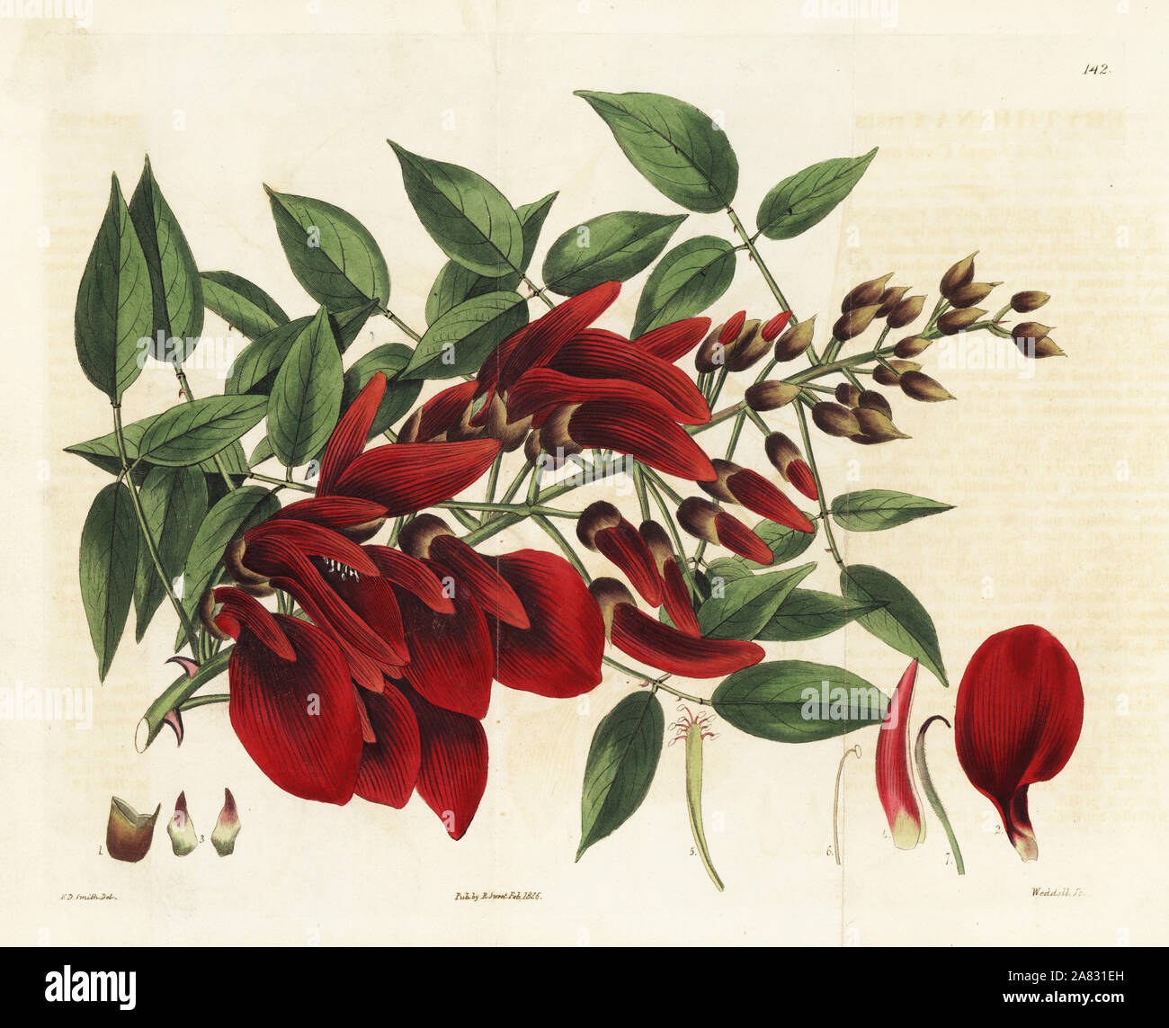 Cock's-comb or cockspur coral tree, Erythrina crista-galli ...