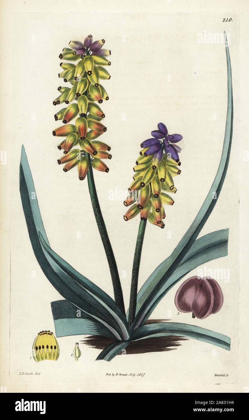 Yellow grape hyacinth or large-capsuled muscari, Muscari macrocarpum ...