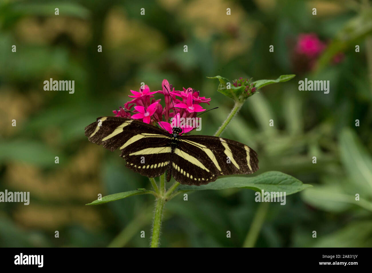 Zebra Longwing or Zebra Heliconia Butterfly, Heliconius charitonia ...