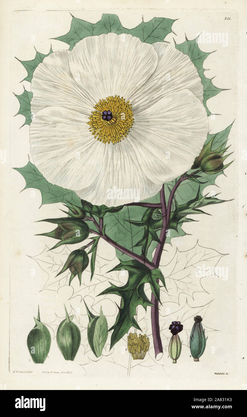White Mexican prickly poppy or Large-flowered argemone, Argemone ...