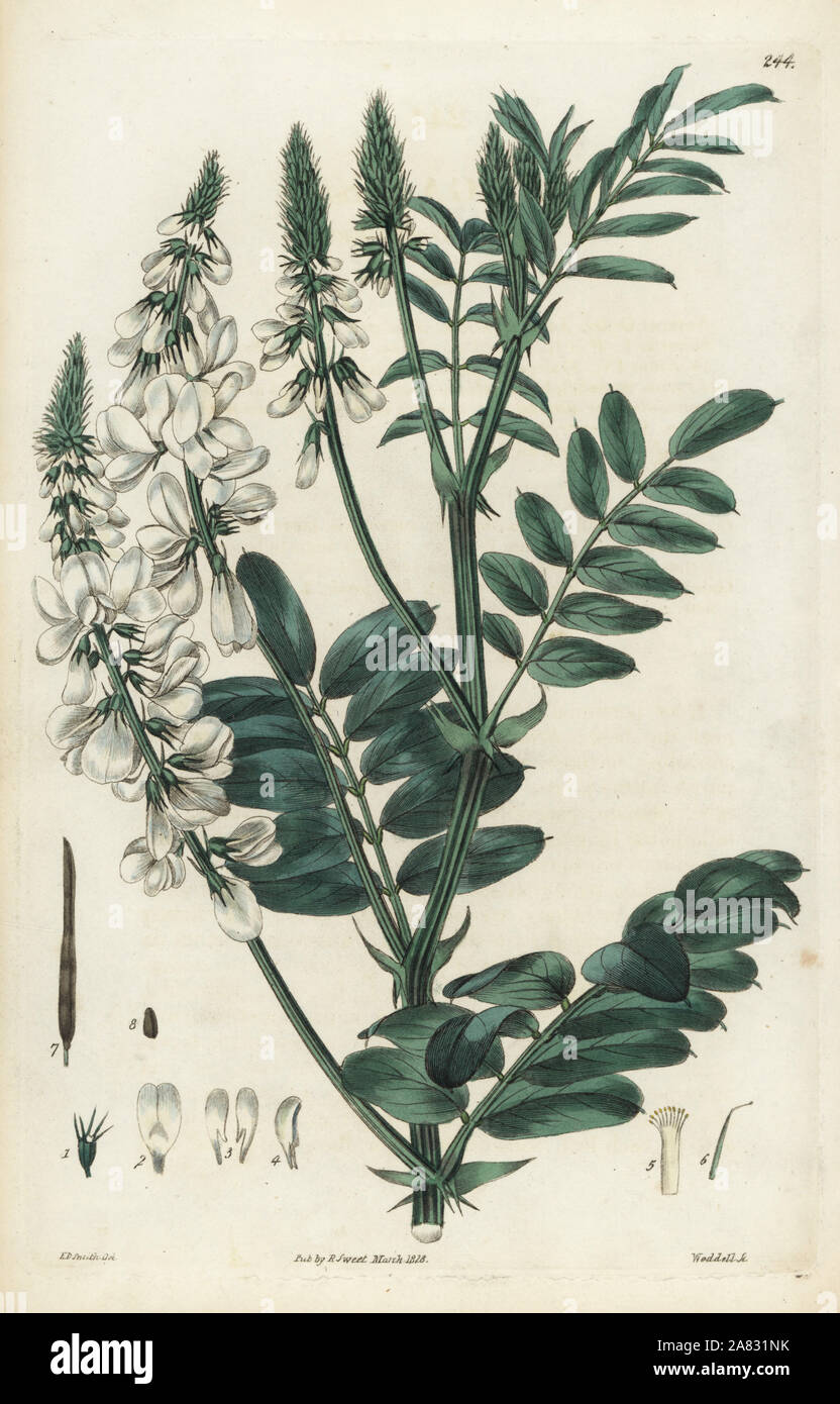 Persian goats rue hi-res stock photography and images - Alamy