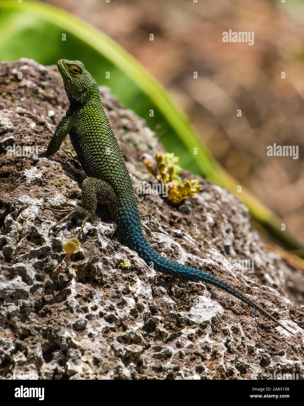 Emerald class hi-res stock photography and images - Alamy