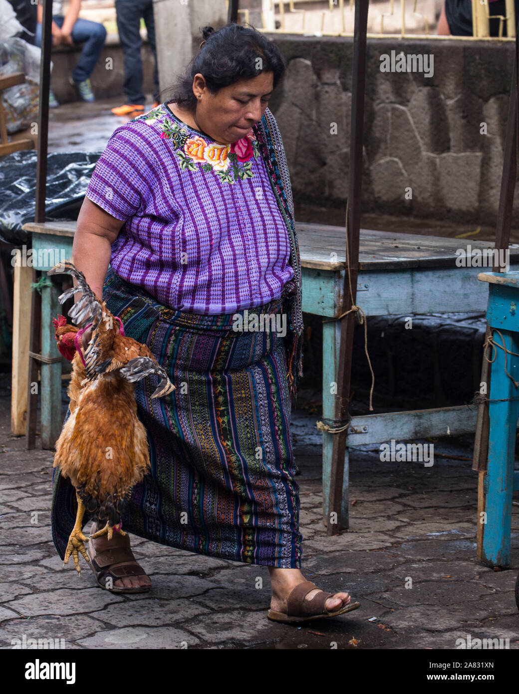 A Mayan woman in traditional dress carries a live chicken home from the ...