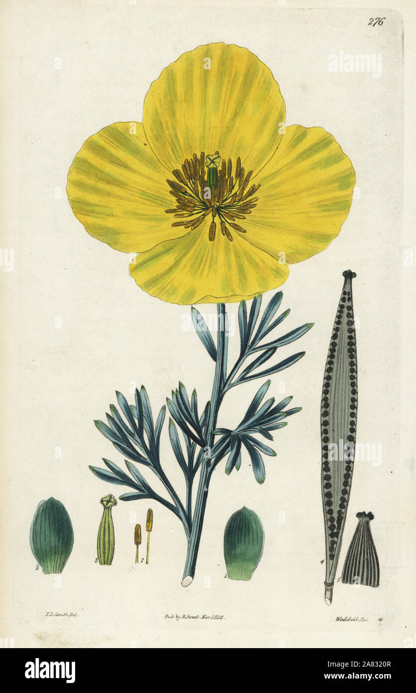 Mexican tulip poppy or fumitory-leaved hunnemannia, Hunnemannia ...