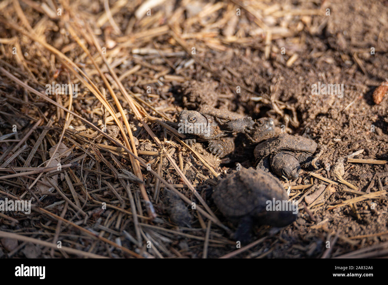 Turtle nest hatching hi-res stock photography and images - Alamy