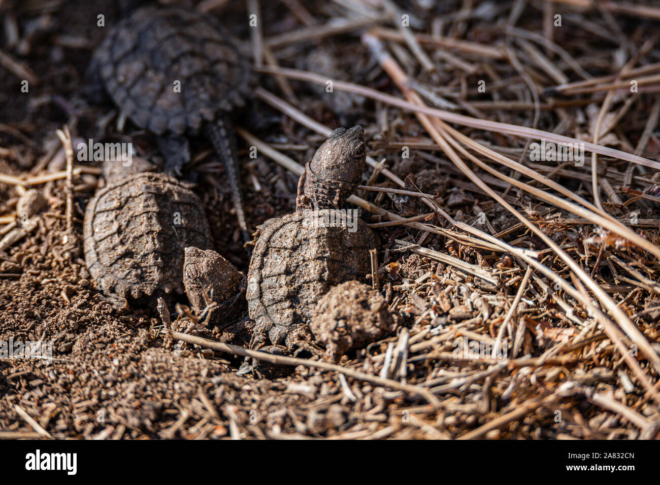 Snapping turtles hi-res stock photography and images - Alamy
