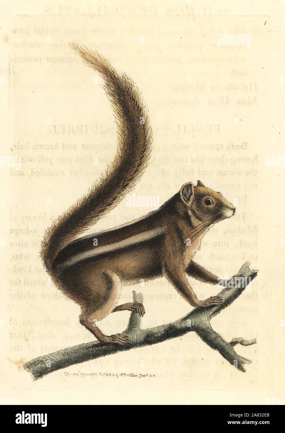 Indian palm squirrel, Funambulus palmarum (pencil-tailed squirrel ...