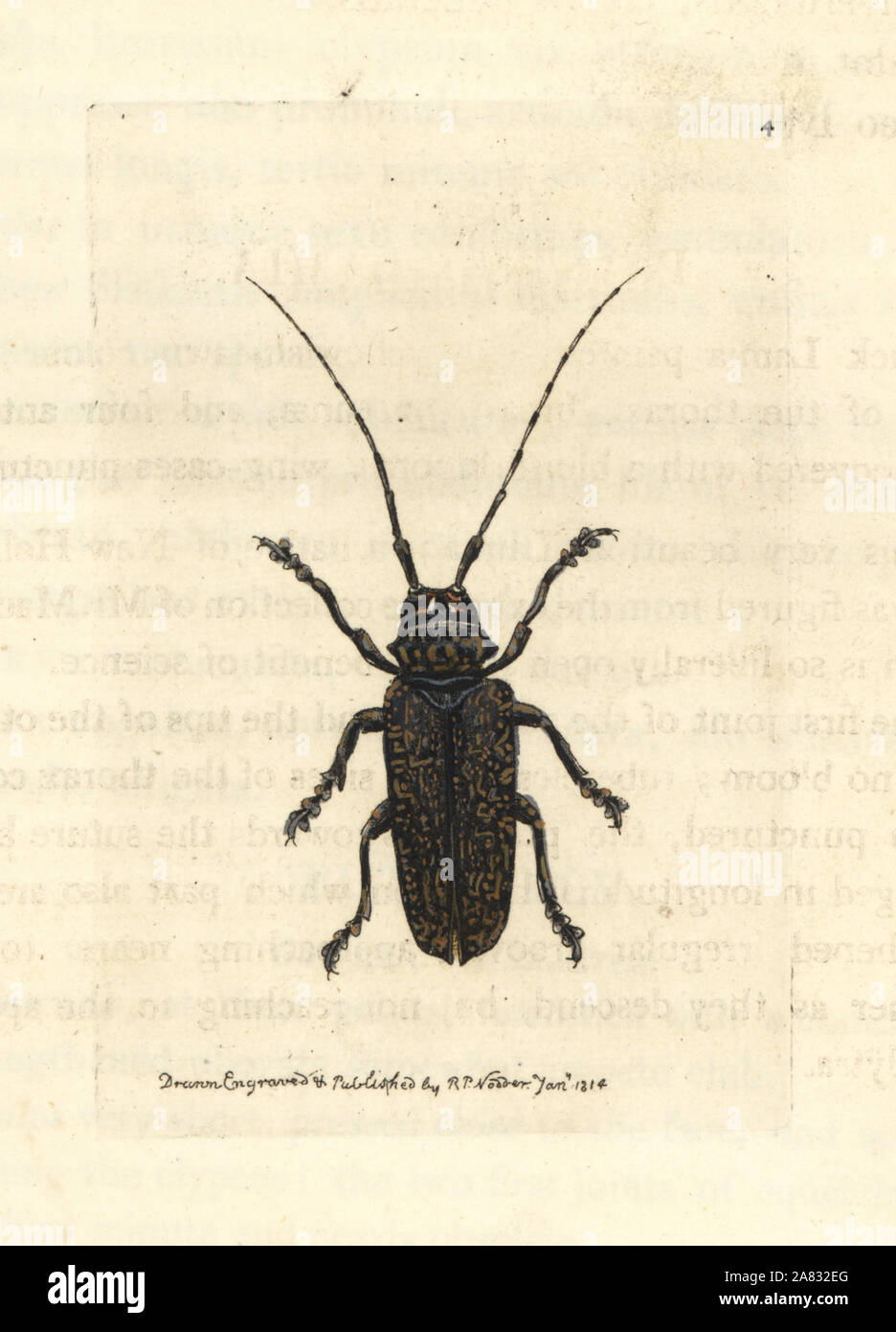 Painted lamia beetle, Lamia picta. Handcoloured copperplate engraving ...