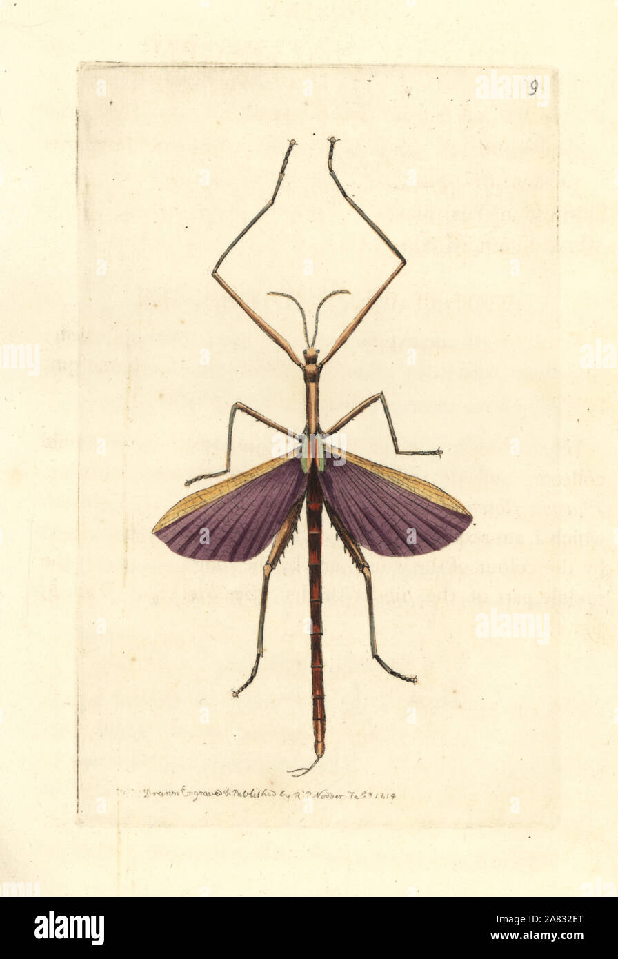 Violet winged phasma hi-res stock photography and images - Alamy