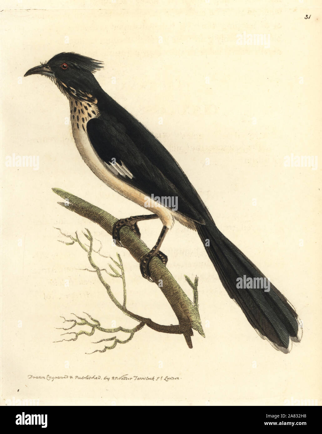 Jacobin cuckoo, Clamator jacobinus (African cuckow, Cuculus afer ...