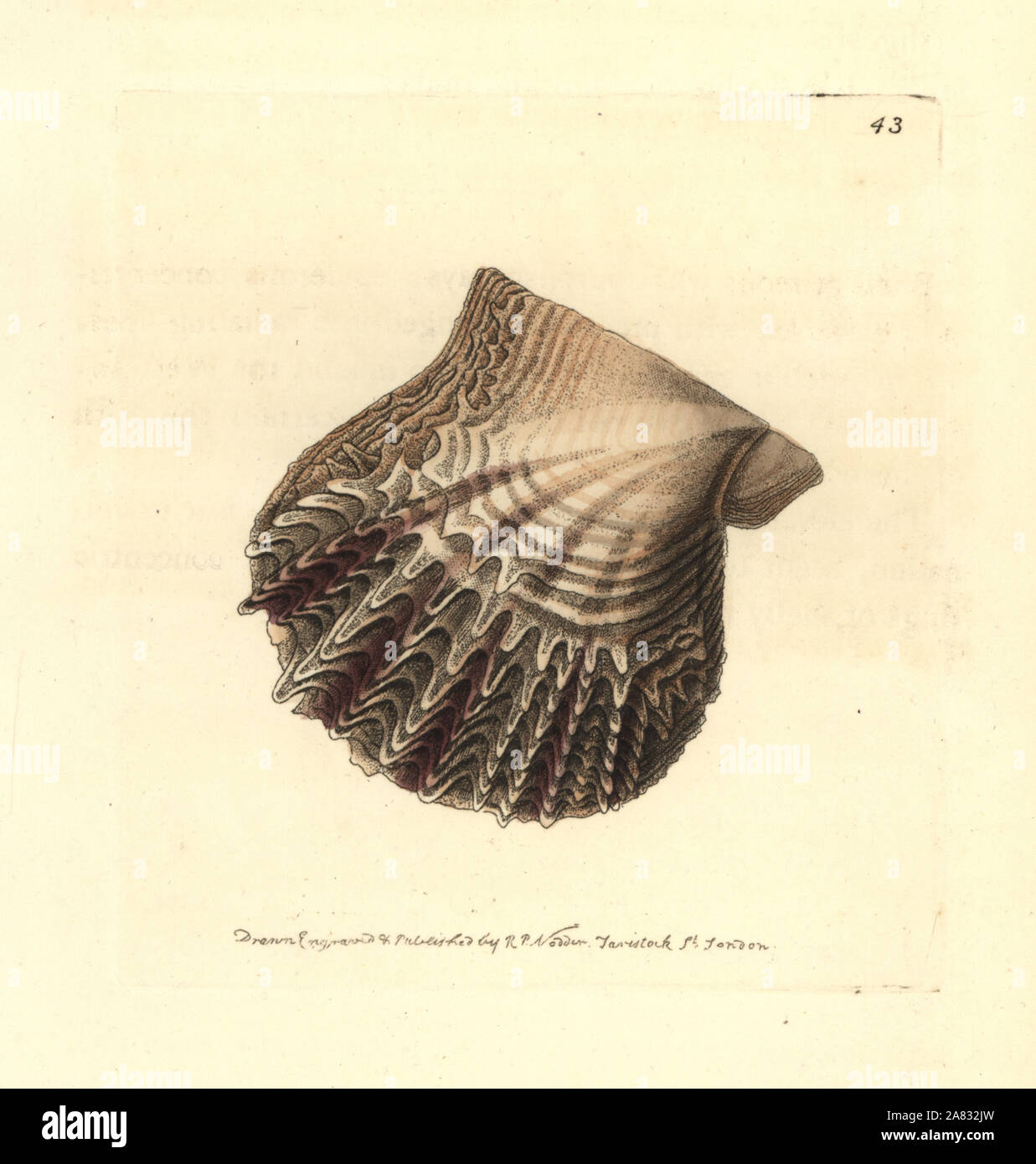 Atlantic pearl-oyster, Pinctada radiata (Rayed birdshell, Avicula ...