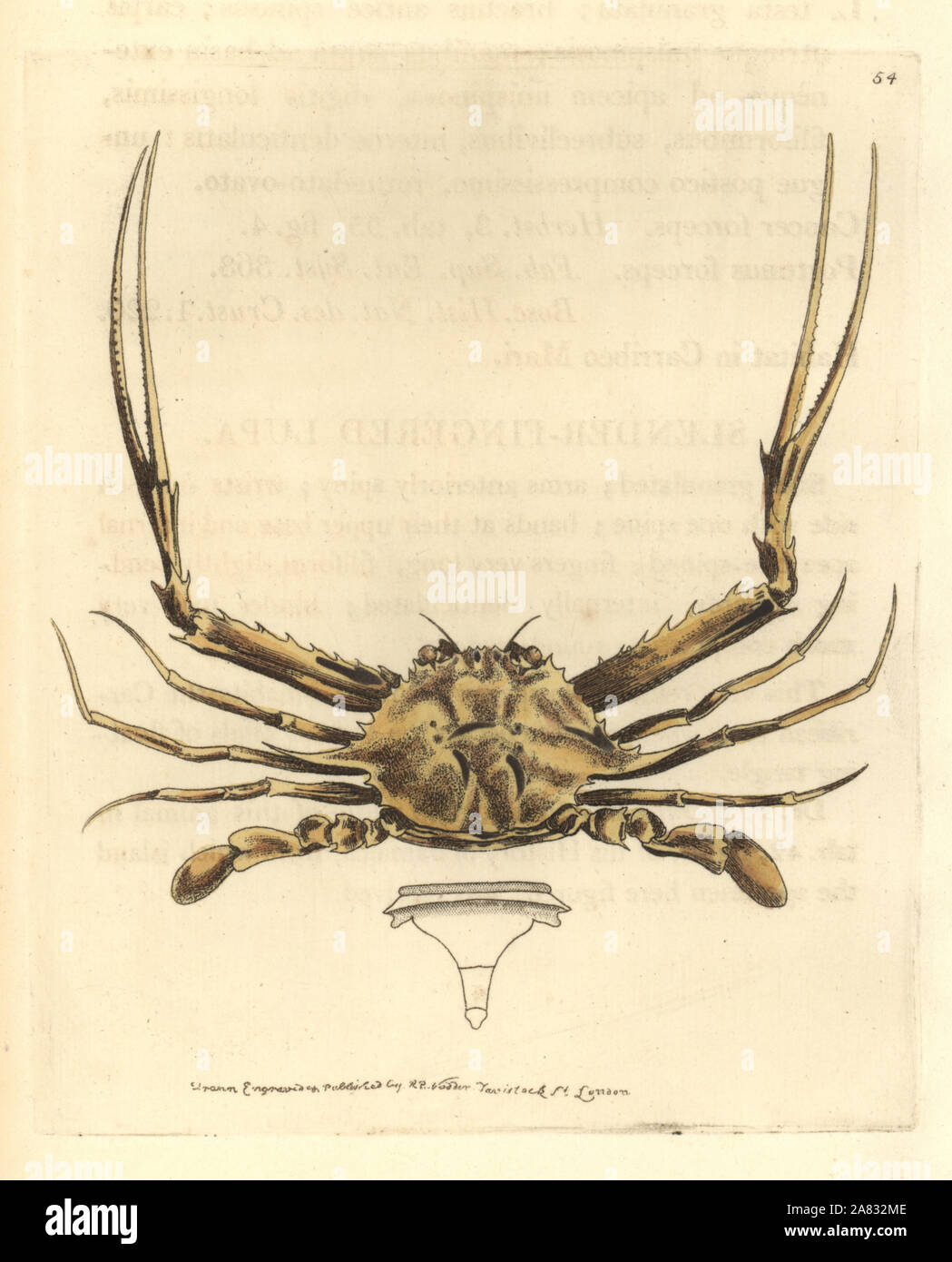 Forceps crab, Lupella forceps (Slender-fingered lupa, Lupa forceps ...