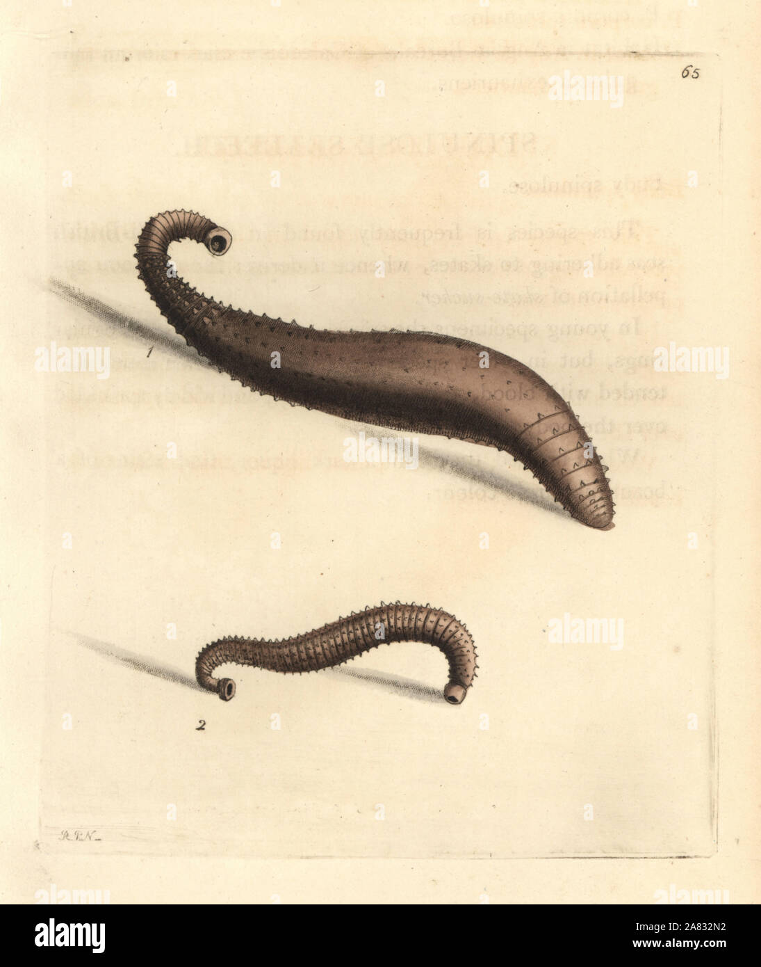 Pontobdella spinulosa hi-res stock photography and images - Alamy