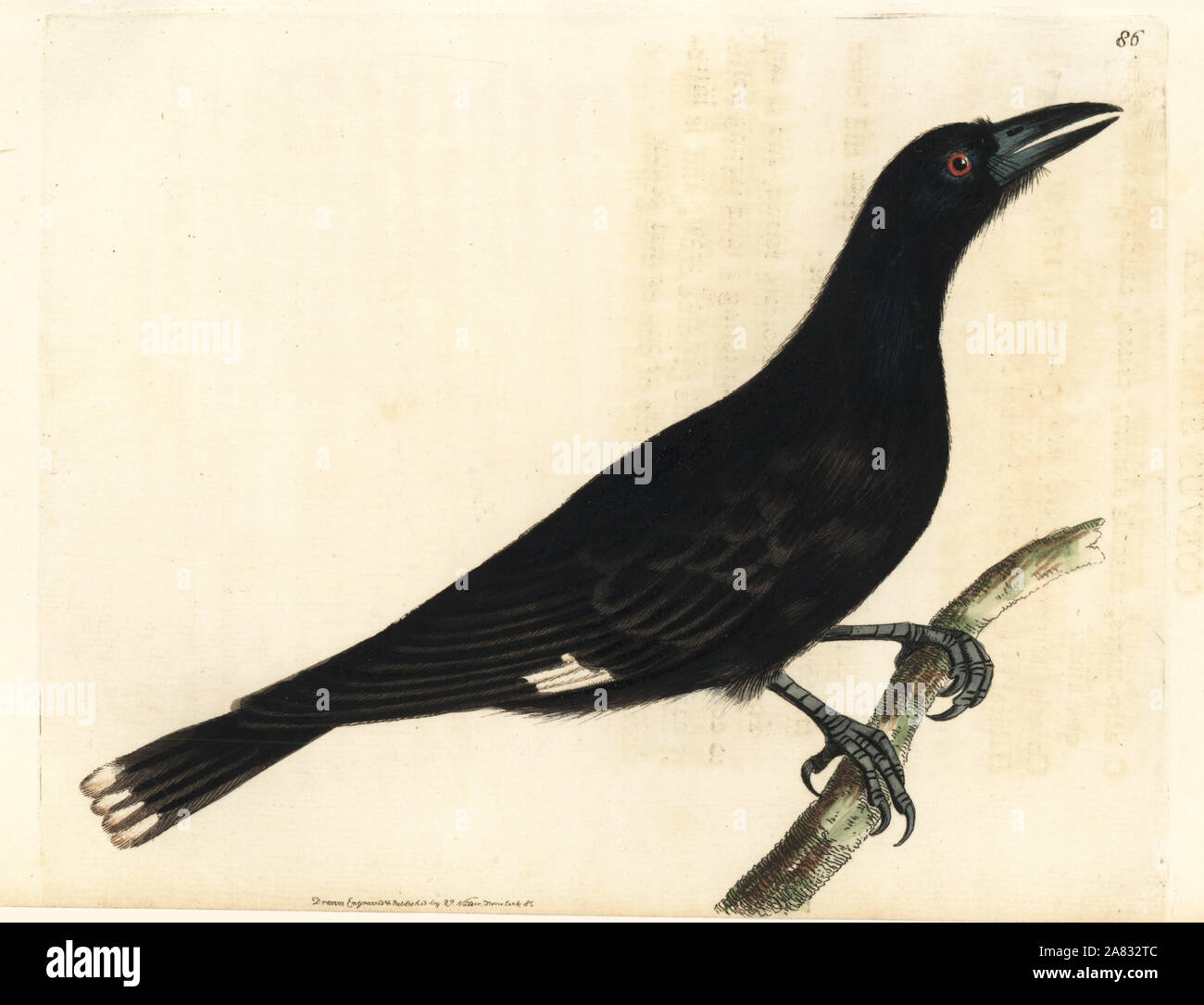 Pied currawong, Strepera graculina (Noisy crow, Corvus strepera ...