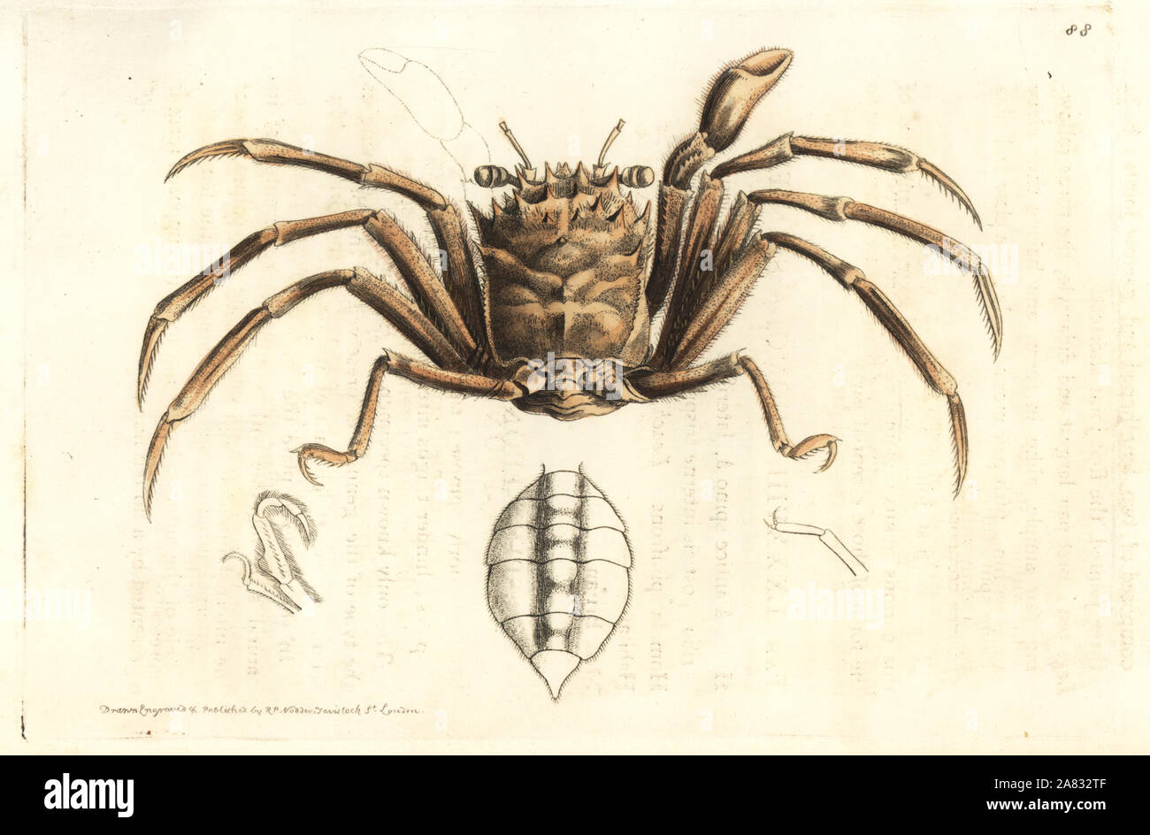 Homola barbata crab (Spiny-fronted homola, Homola spinifrons ...