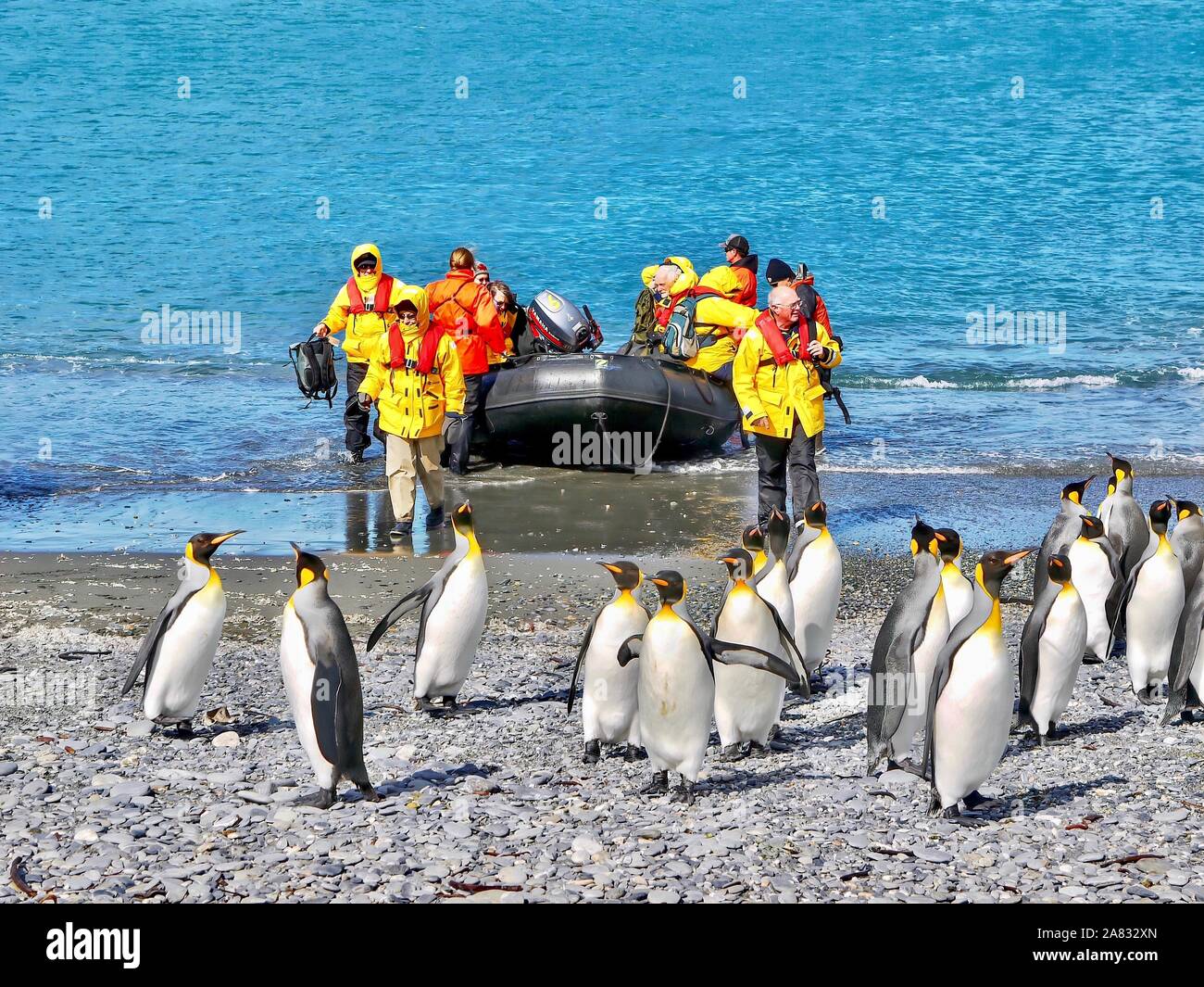 Relaxed penguins hi-res stock photography and images - Alamy