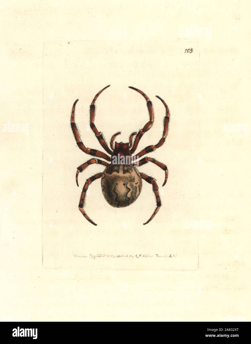 Giant orb-weaving spider, Araneus grossus (Gigantic epeira spider ...