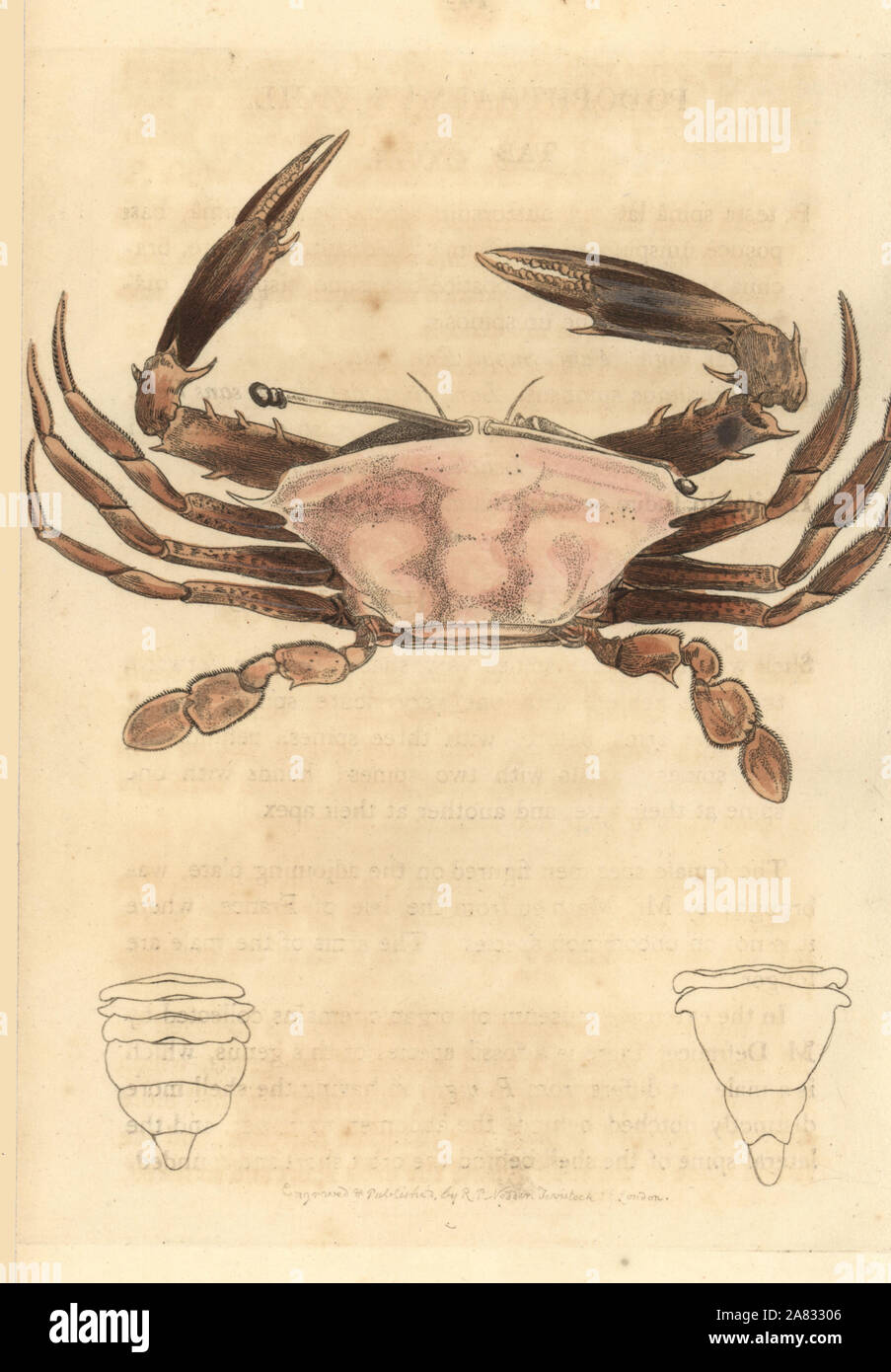 Common podophthalmus hi-res stock photography and images - Alamy