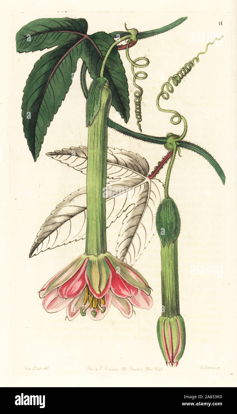 Tacsonia mollissima hi-res stock photography and images - Alamy