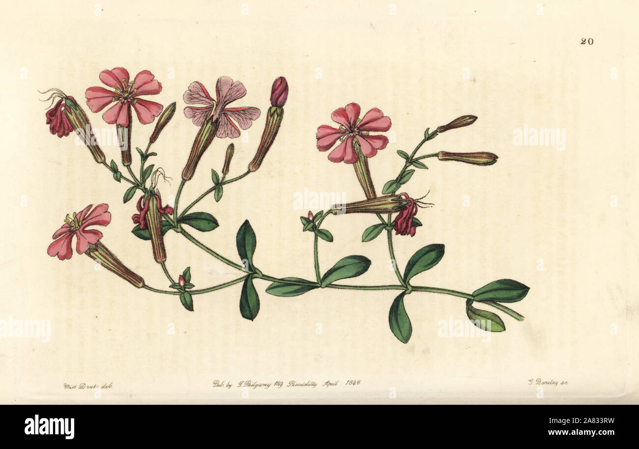 Autumn catchfly or schafta, Silene schafta. Handcoloured copperplate ...