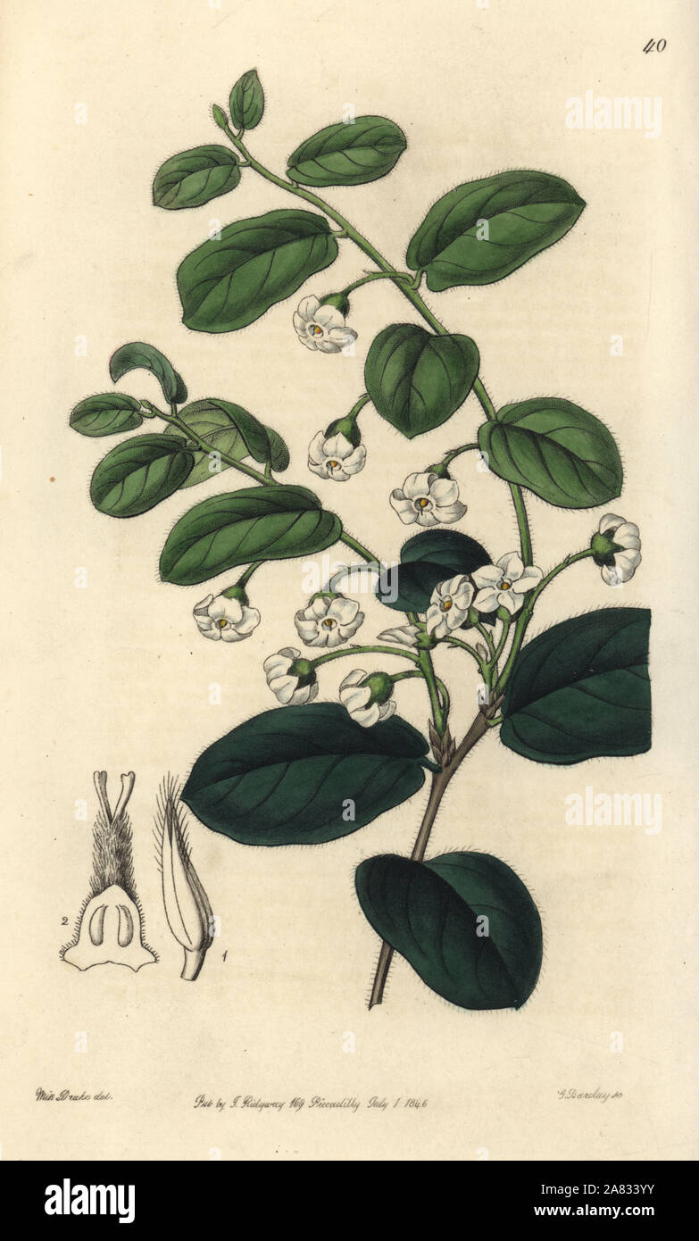 Bladdernut or wild coffee, Diospyros whyteana (Shining royena, Royena ...