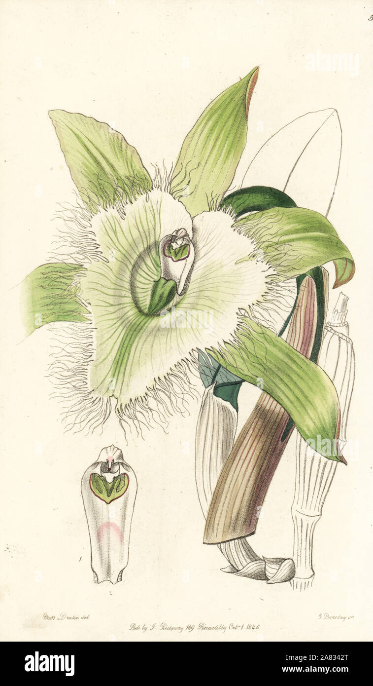 Rhyncholaelia digbyana orchid (Mr. Digby's brasavola, Brasavola ...