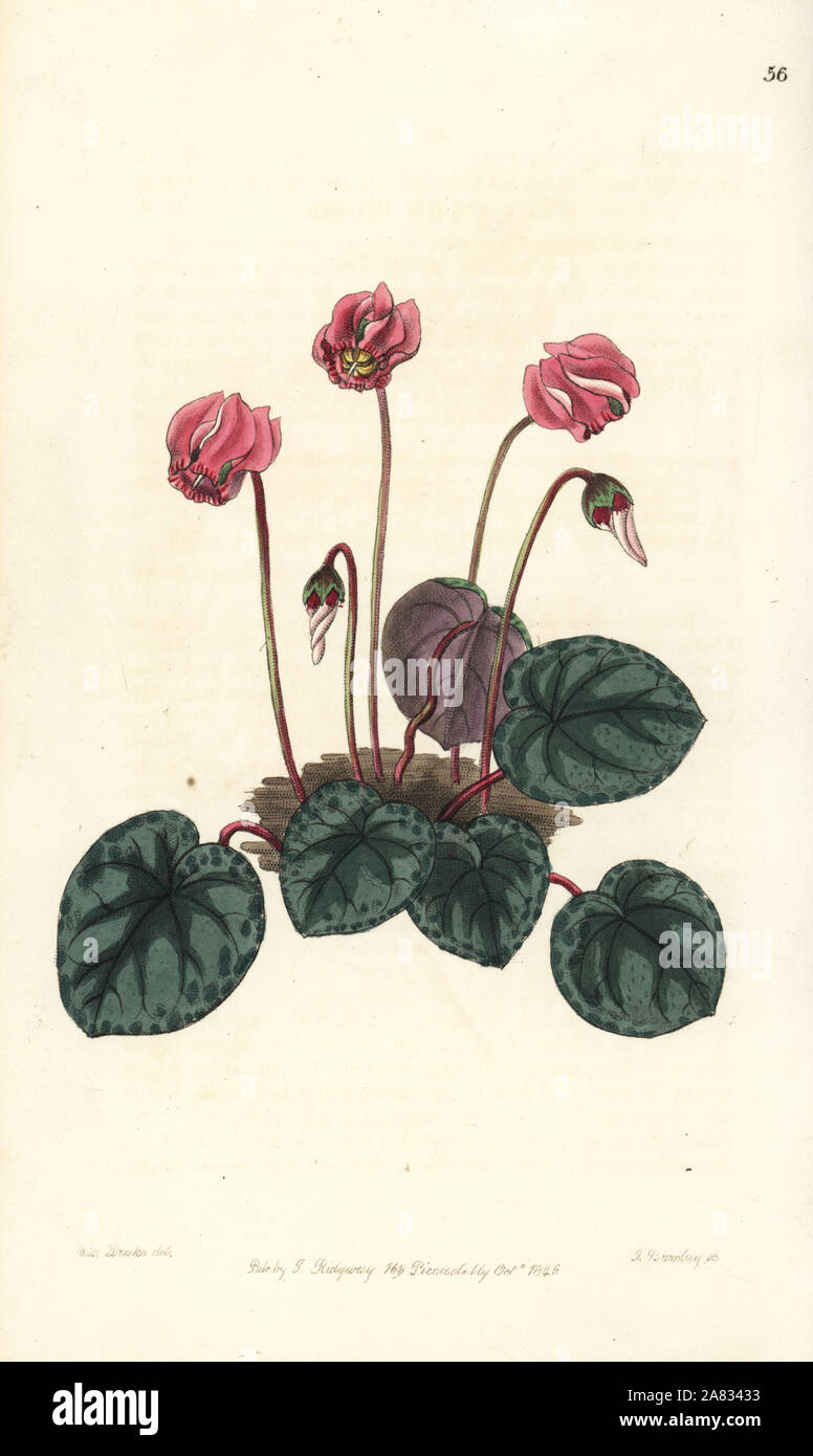 Purple cyclamen, Cyclamen purpurascens (Shore cyclamen, Cyclamen ...