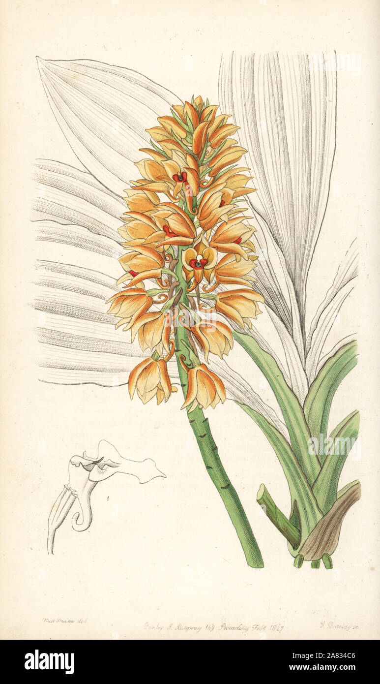 Calanthe pulchra orchid (Yellow-spiked calanthe, Calanthe curculigoides ...