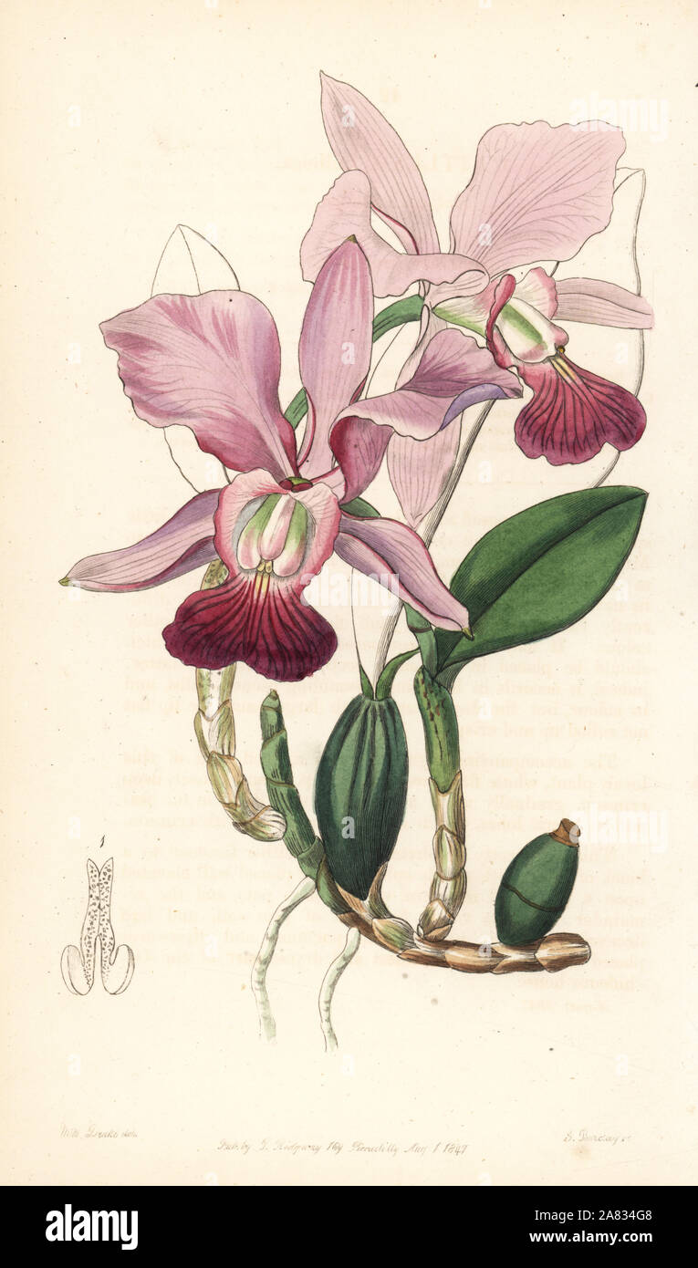 Cattleya illustration hi-res stock photography and images - Alamy