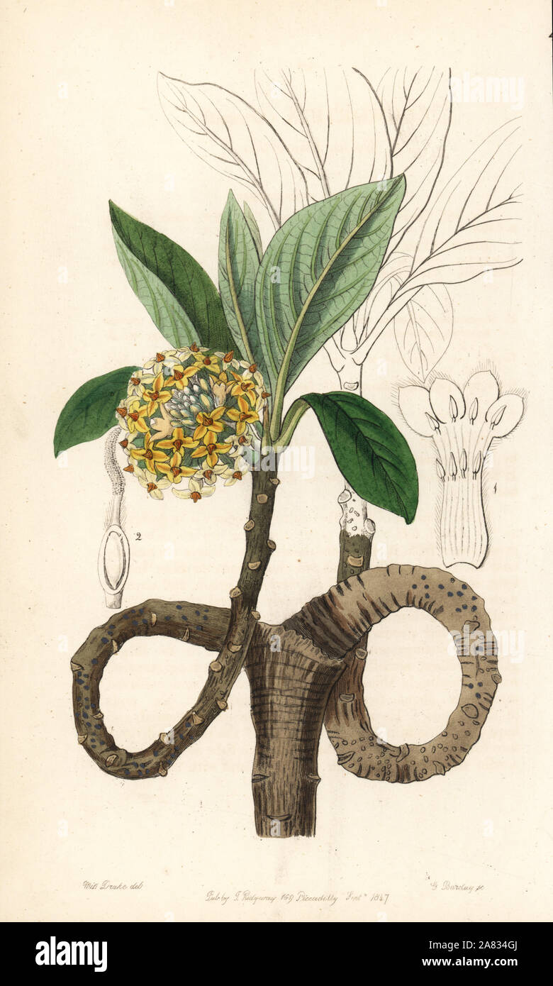 Oriental paperbush or mitsumata, Edgeworthia tomentosa (Golden ...