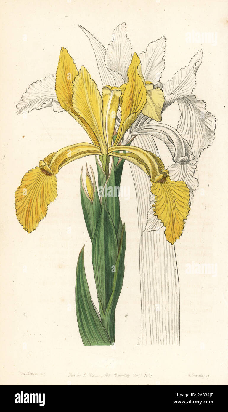 Golden flag, Iris crocea (Golden iris, Iris aurea). Handcoloured ...