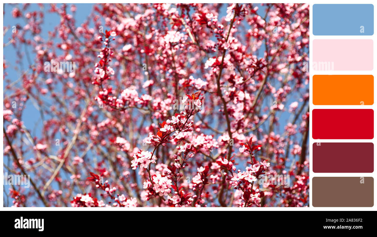 Spring color scheme Cut Out Stock Images & Pictures - Alamy