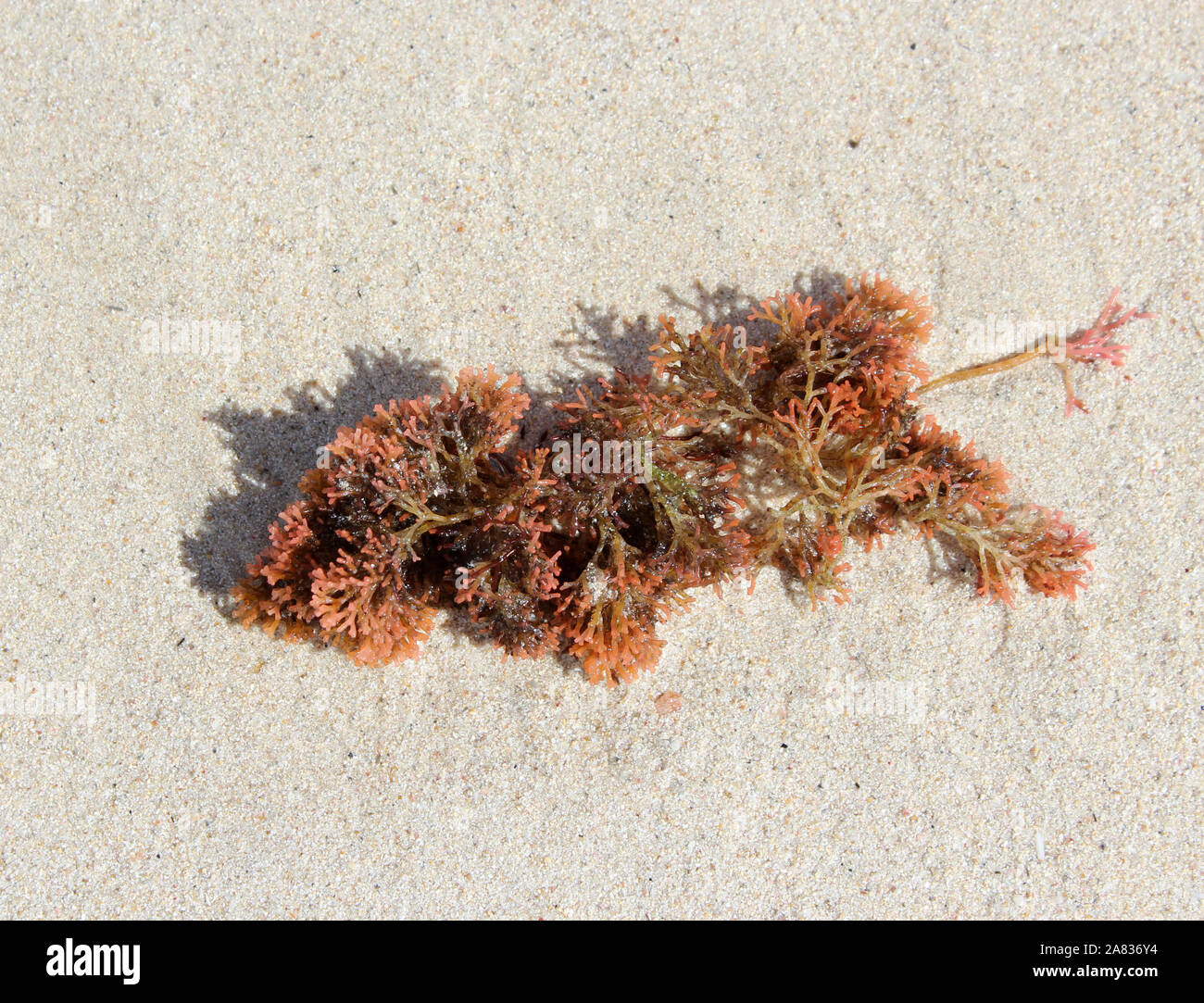 Dainty seaweed kelp washed up on the sandy shore at Hutt's Beach near ...
