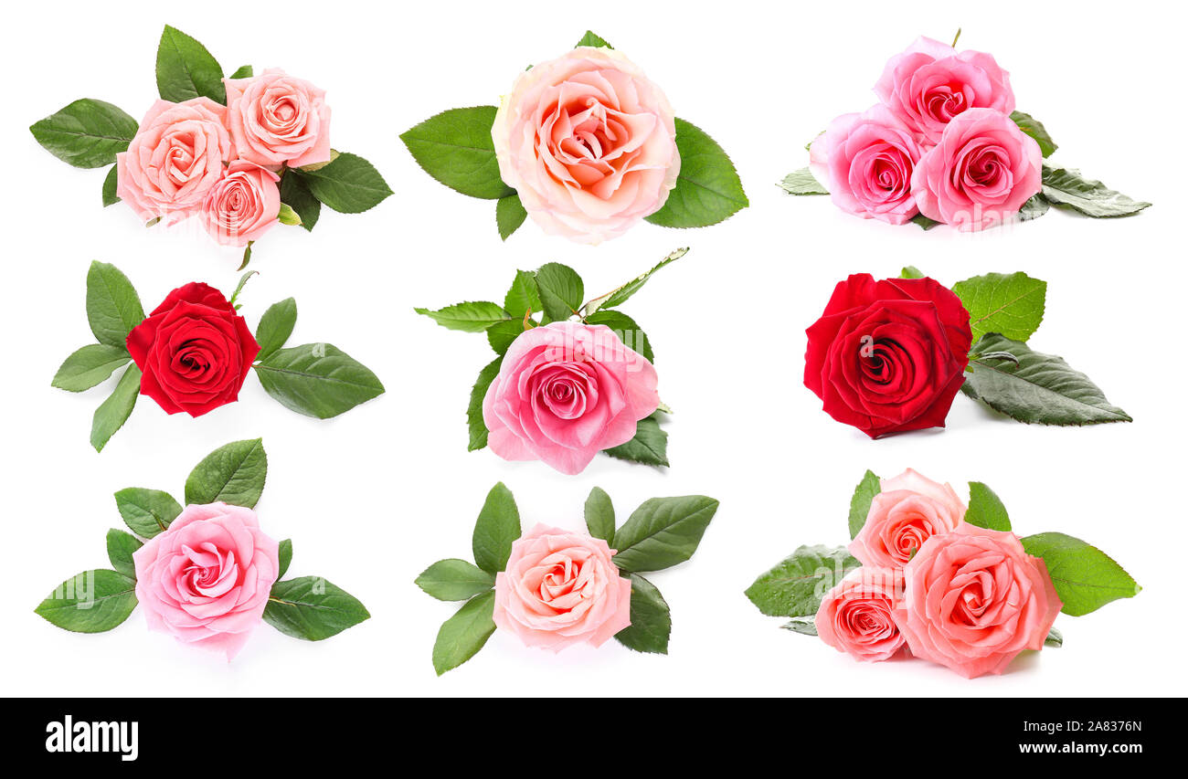 Collage with beautiful rose flowers on white background Stock Photo - Alamy