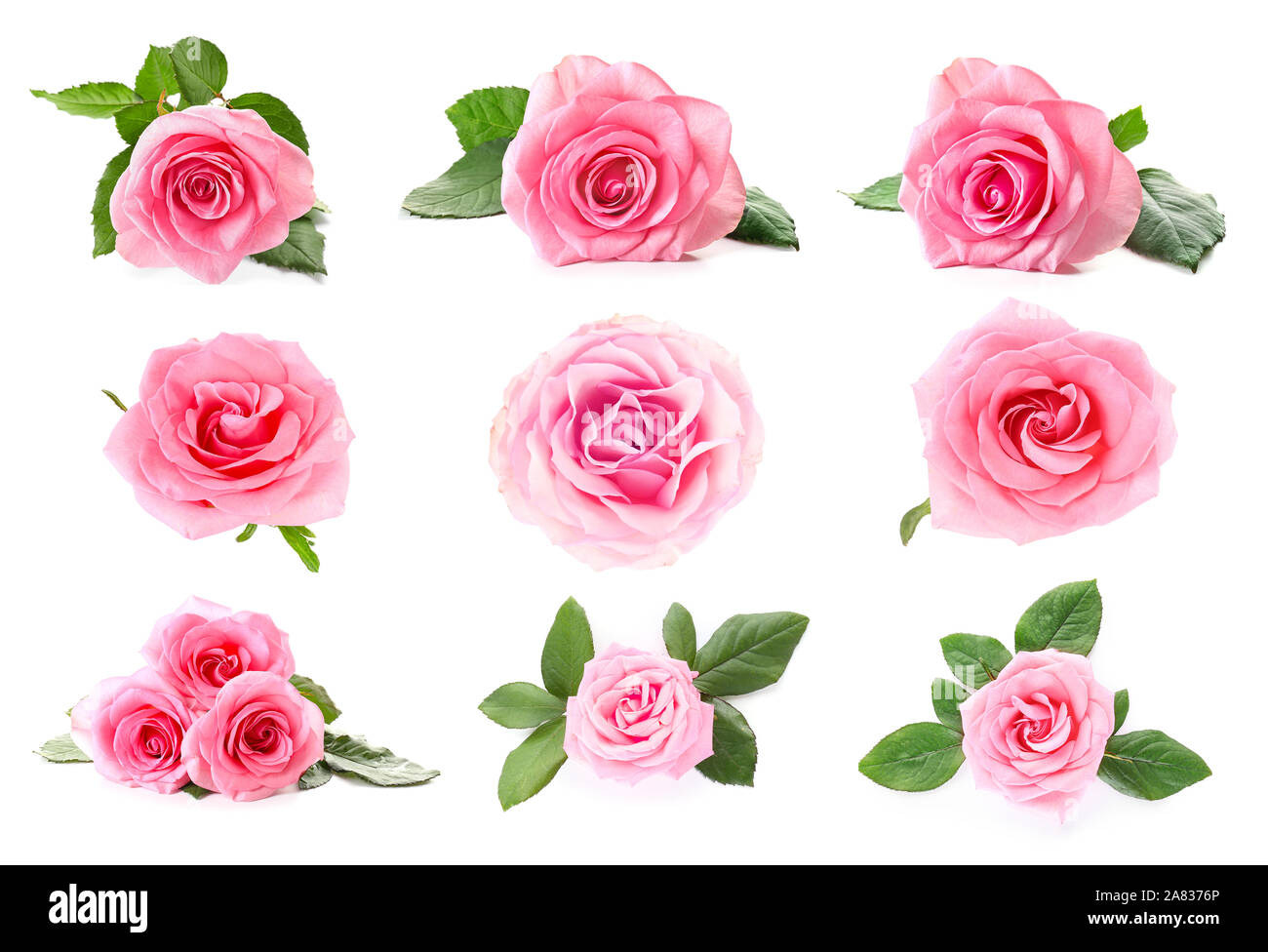 Collage with beautiful rose flowers on white background Stock Photo - Alamy