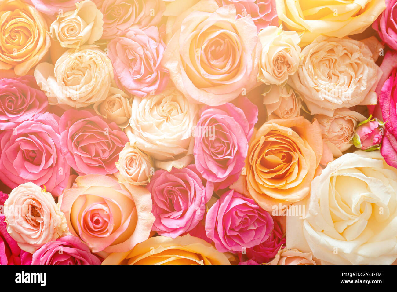 Beautiful rose flowers, top view Stock Photo - Alamy
