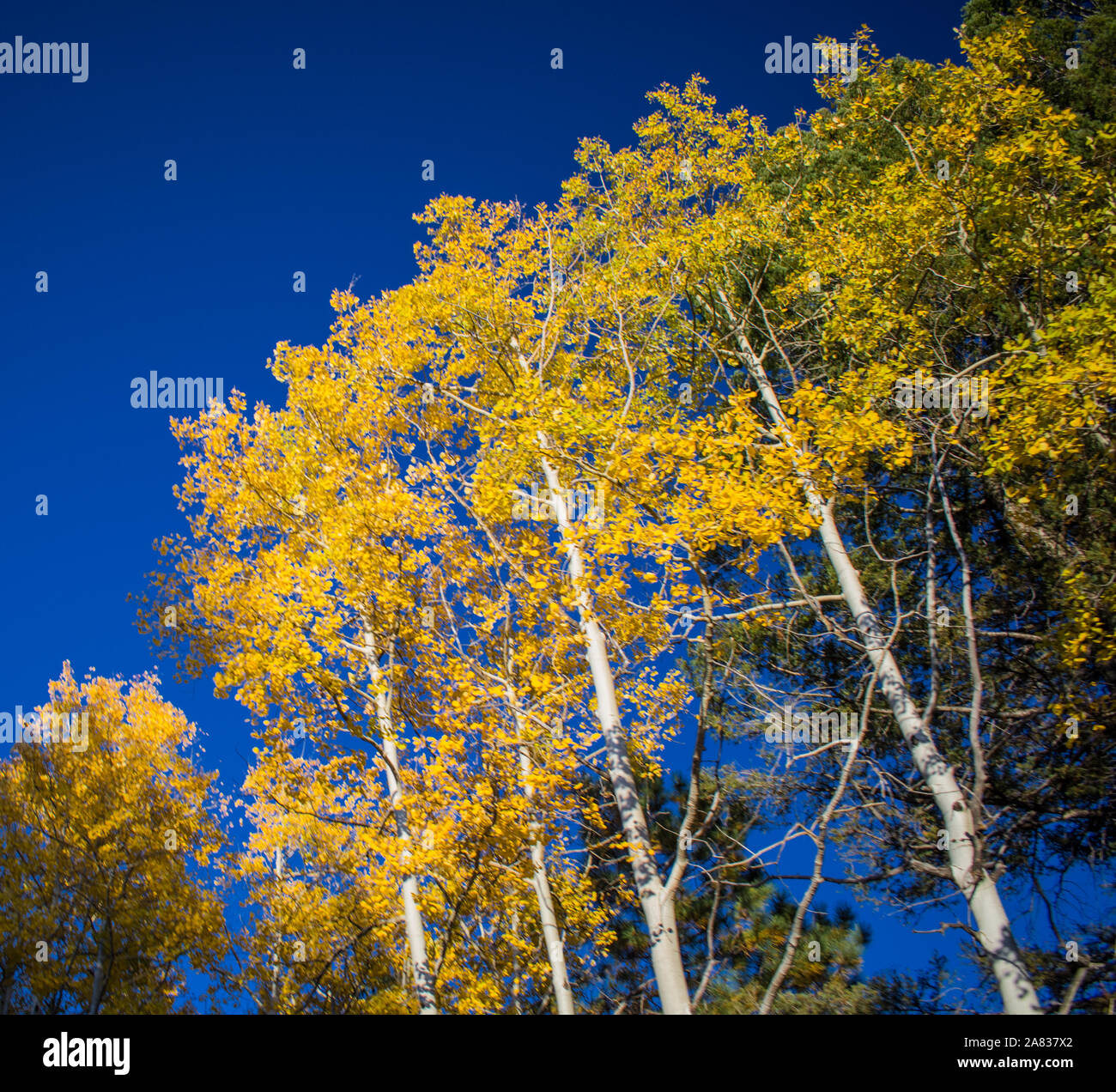 Santa fe national forest hi-res stock photography and images - Alamy