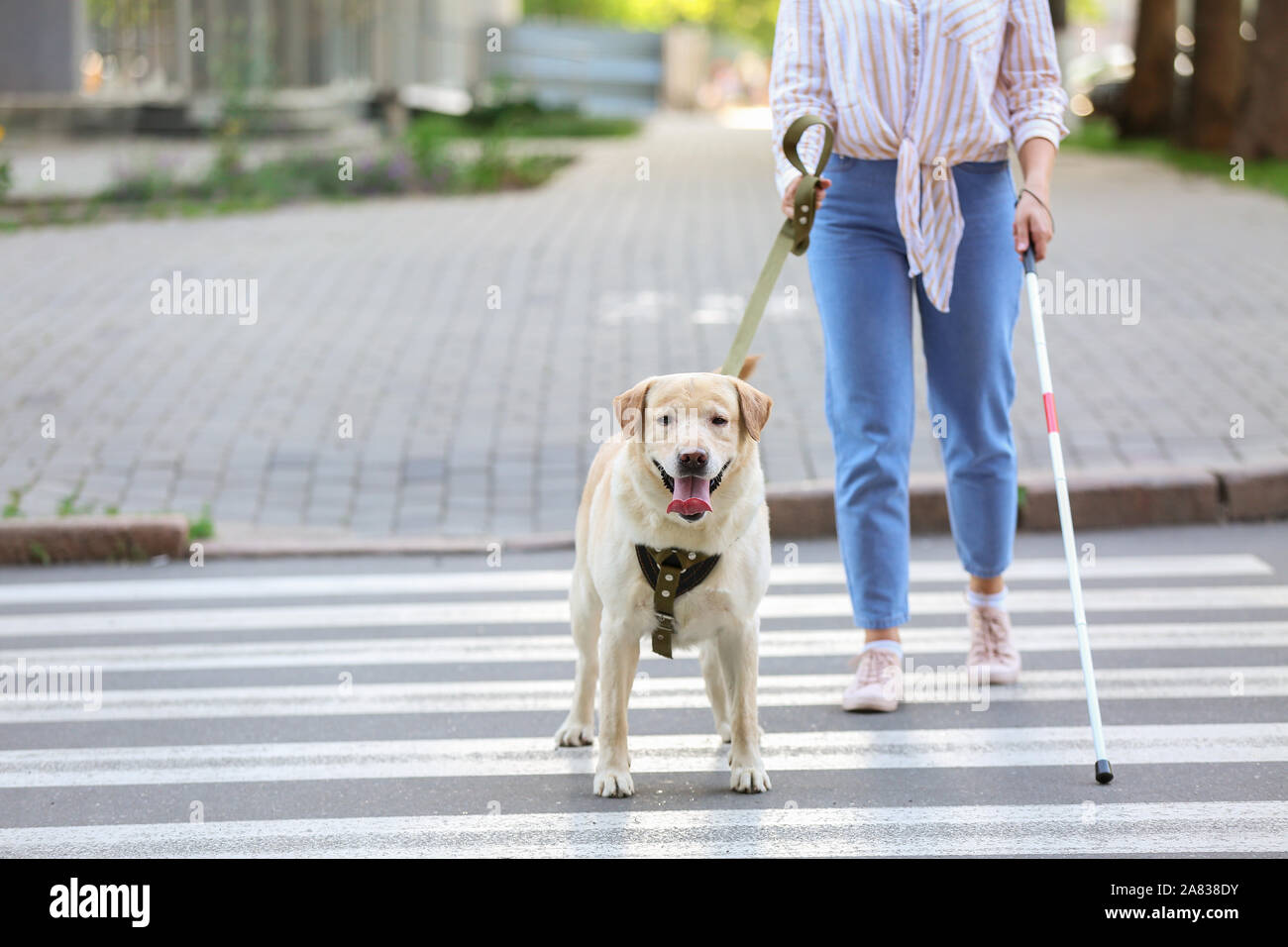 Helping blind person cross road hi-res stock photography and images - Alamy