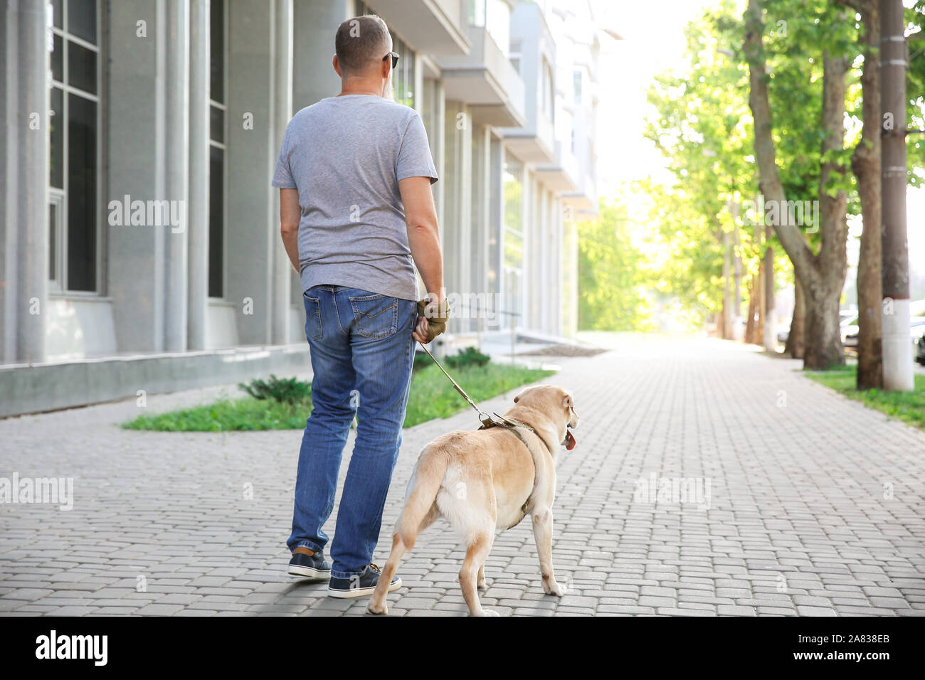 Blind mature man with guide dog outdoors Stock Photo - Alamy