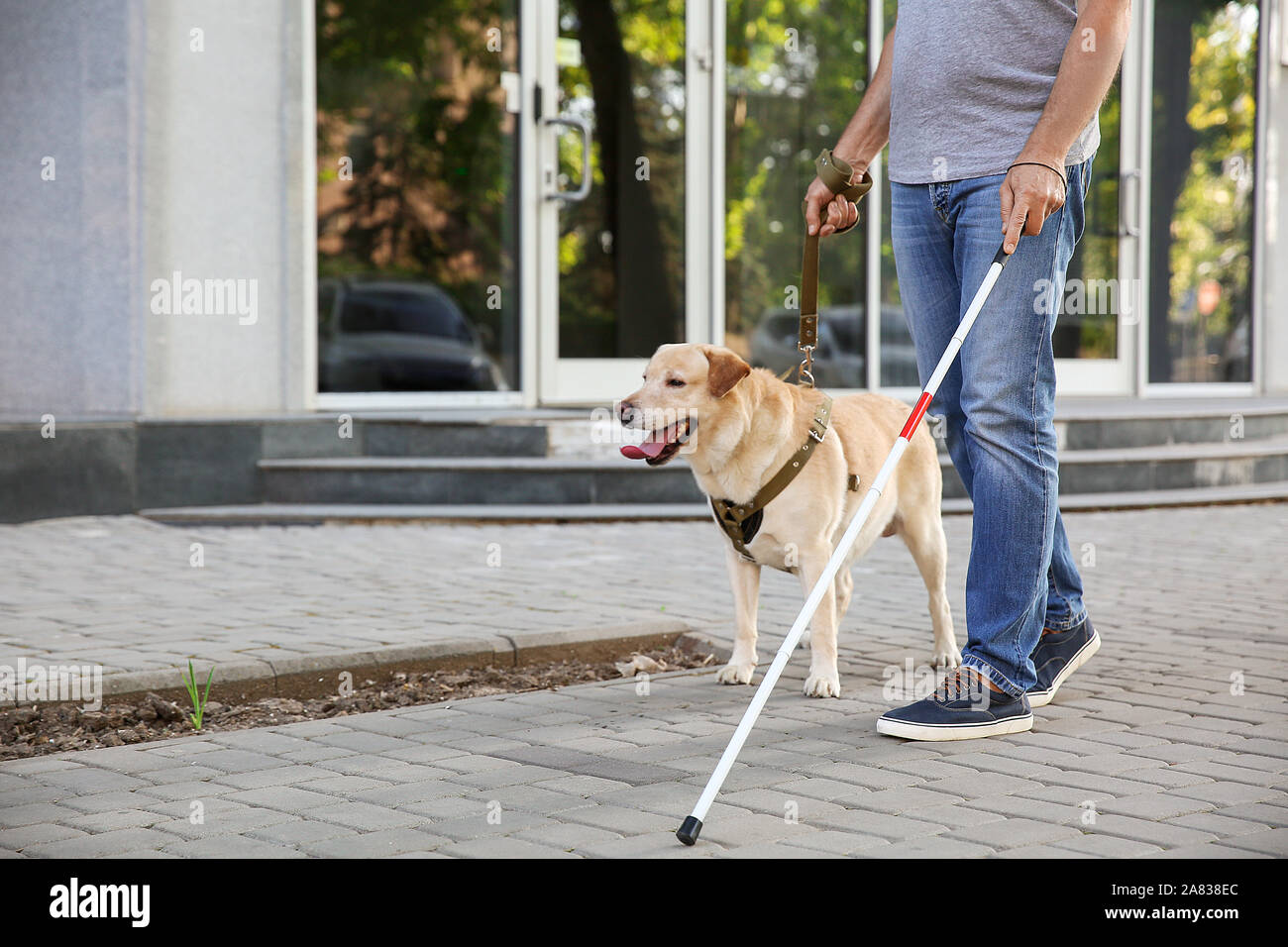 Blind mature man with guide dog outdoors Stock Photo - Alamy