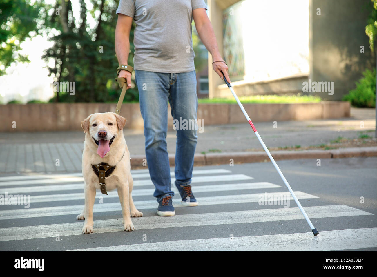 Blind mature man with guide dog crossing road Stock Photo - Alamy