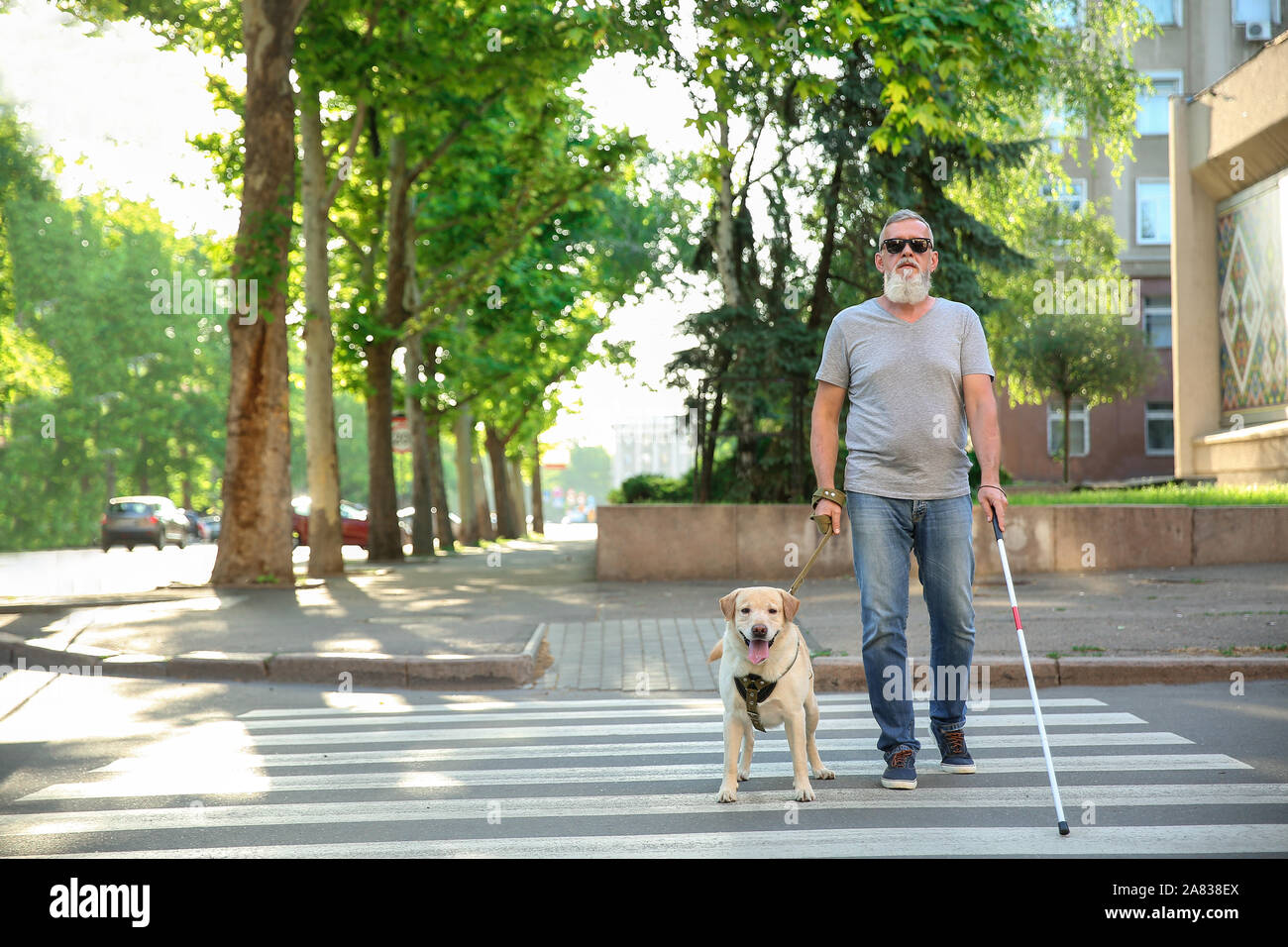 Blind mature man with guide dog crossing road Stock Photo - Alamy