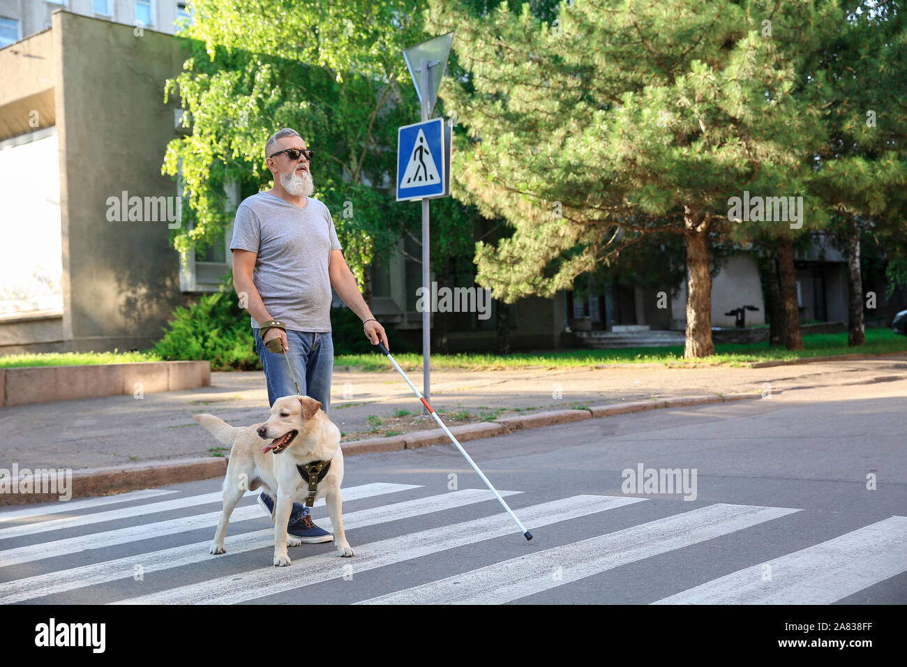 Blind mature man with guide dog crossing road Stock Photo - Alamy